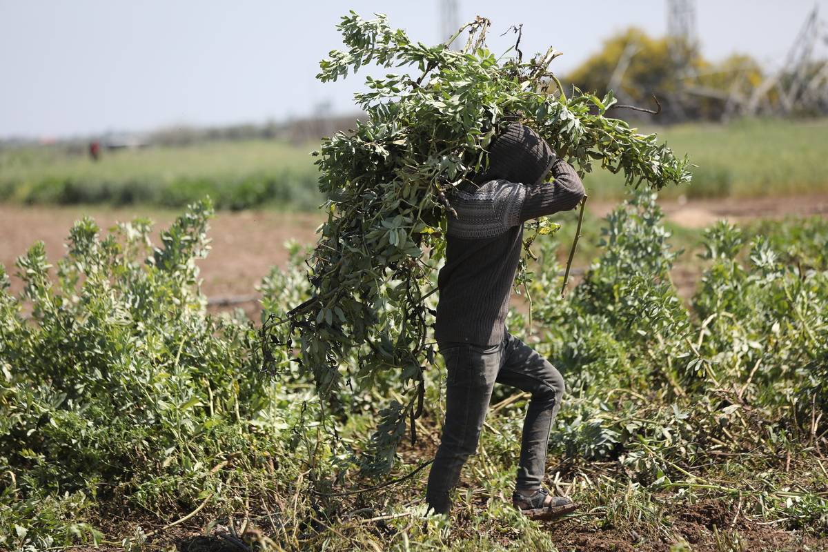 Palestinians plant trees ahead of Land Day – Middle East Monitor