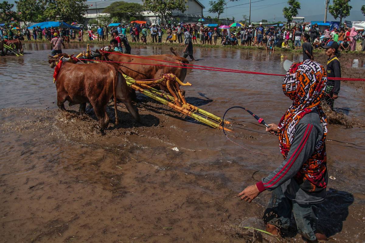 “Karapan Sapi Brujul” traditional cattle race in Indonesia – Middle ...