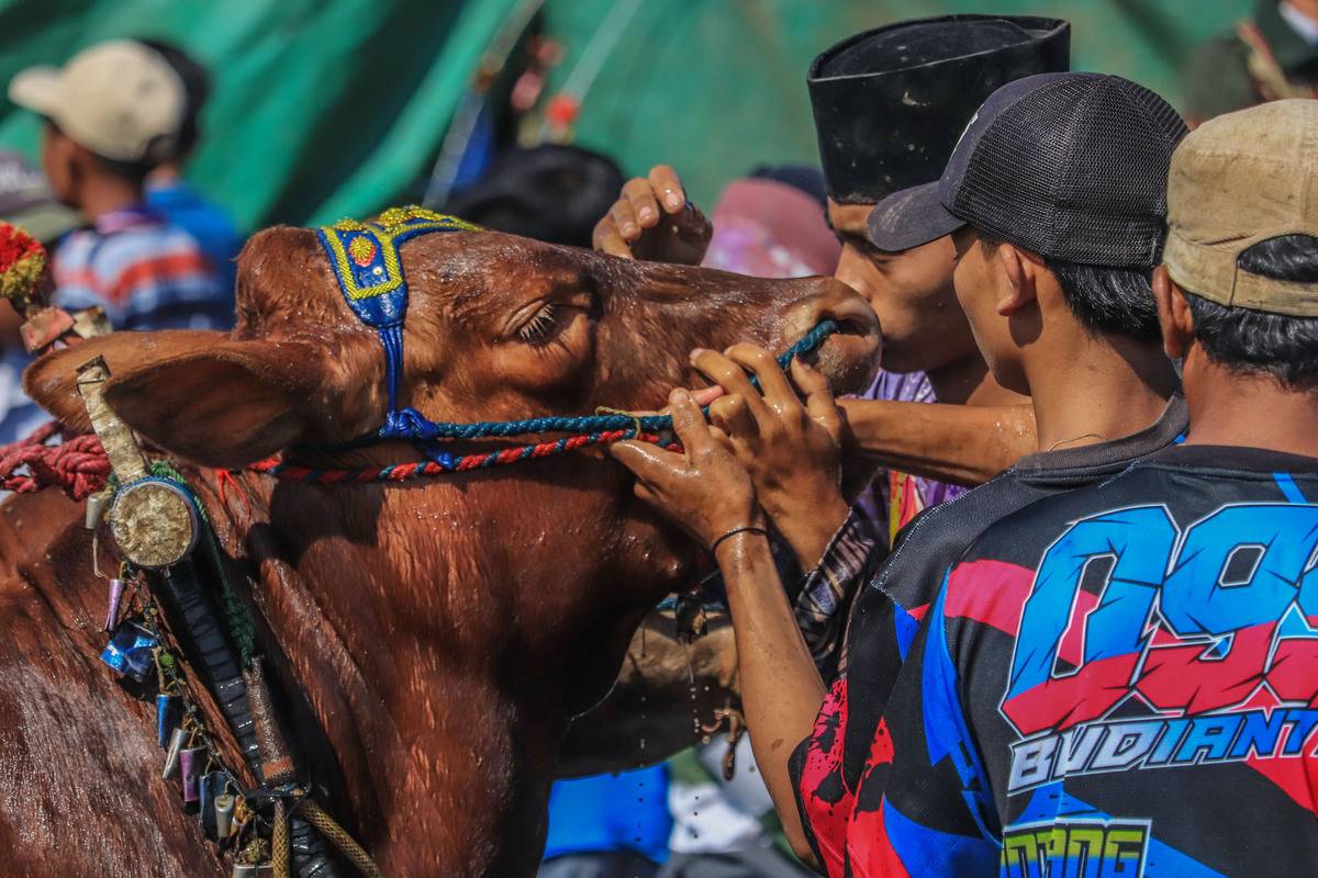 “Karapan Sapi Brujul” traditional cattle race in Indonesia – Middle ...