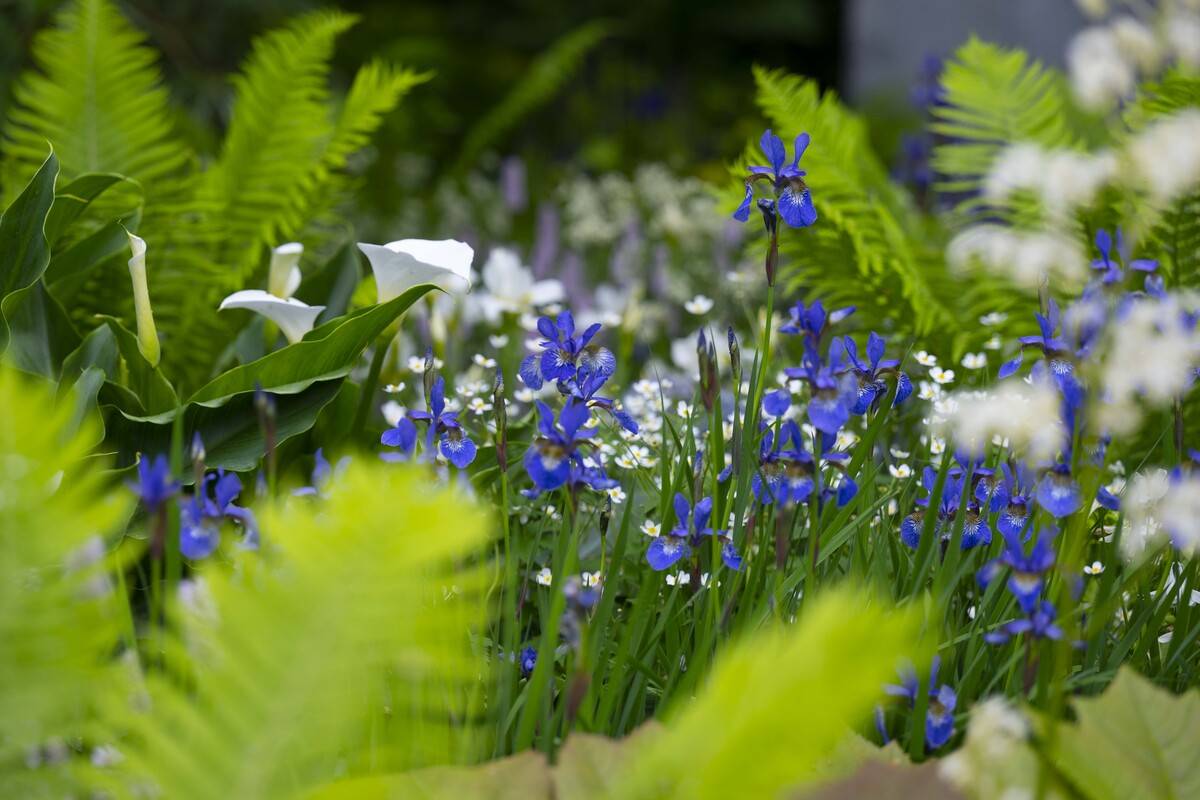 RHS Chelsea Flower Show 2023 – Middle East Monitor