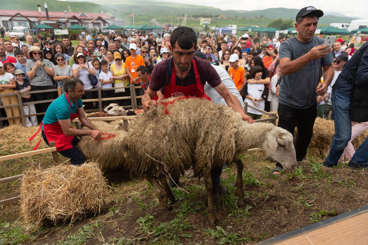 Sheep Shearing Festival in Armenia’s Syunik – Middle East Monitor