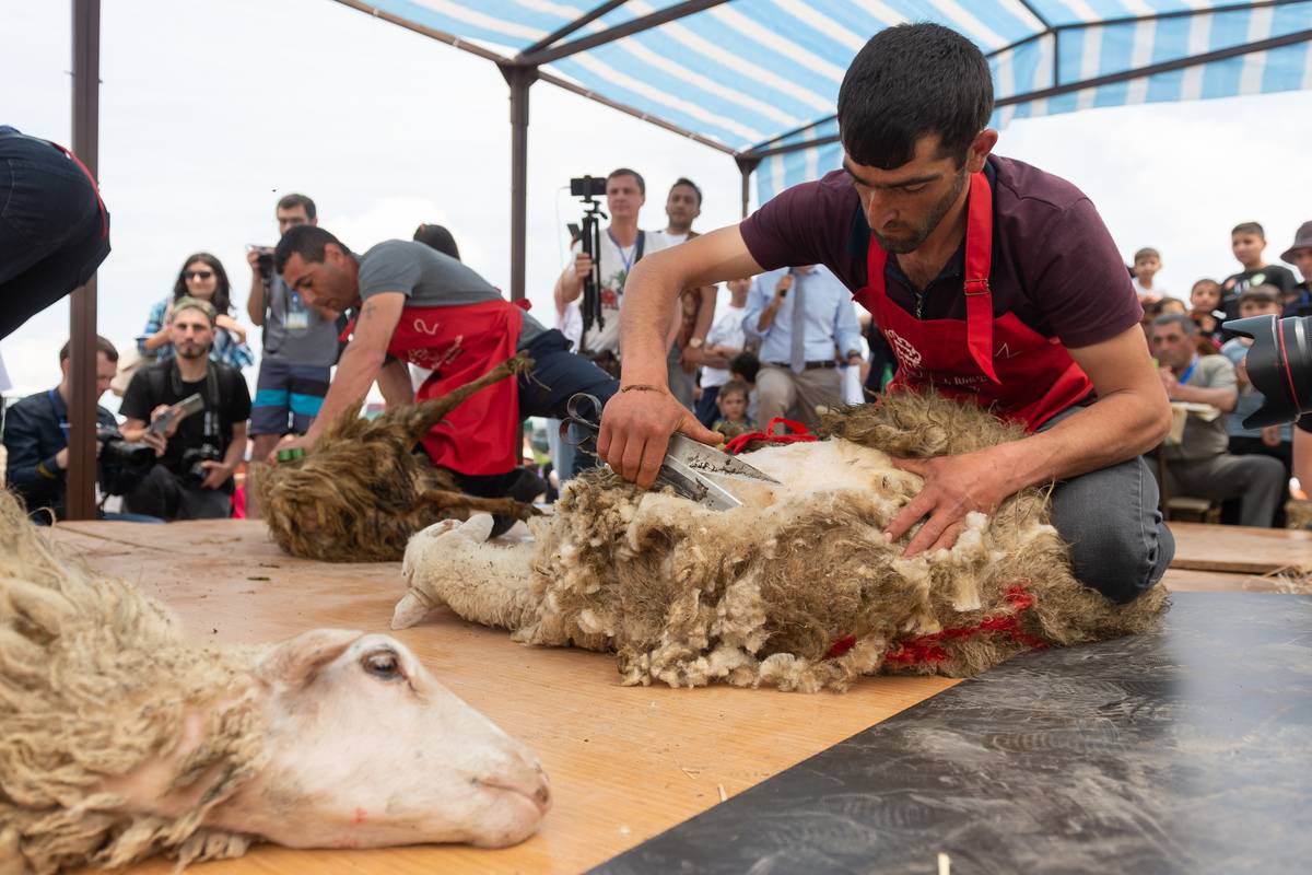 Sheep Shearing Festival in Armenia’s Syunik – Middle East Monitor