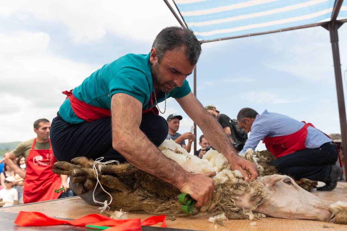 Sheep Shearing Festival in Armenia’s Syunik – Middle East Monitor