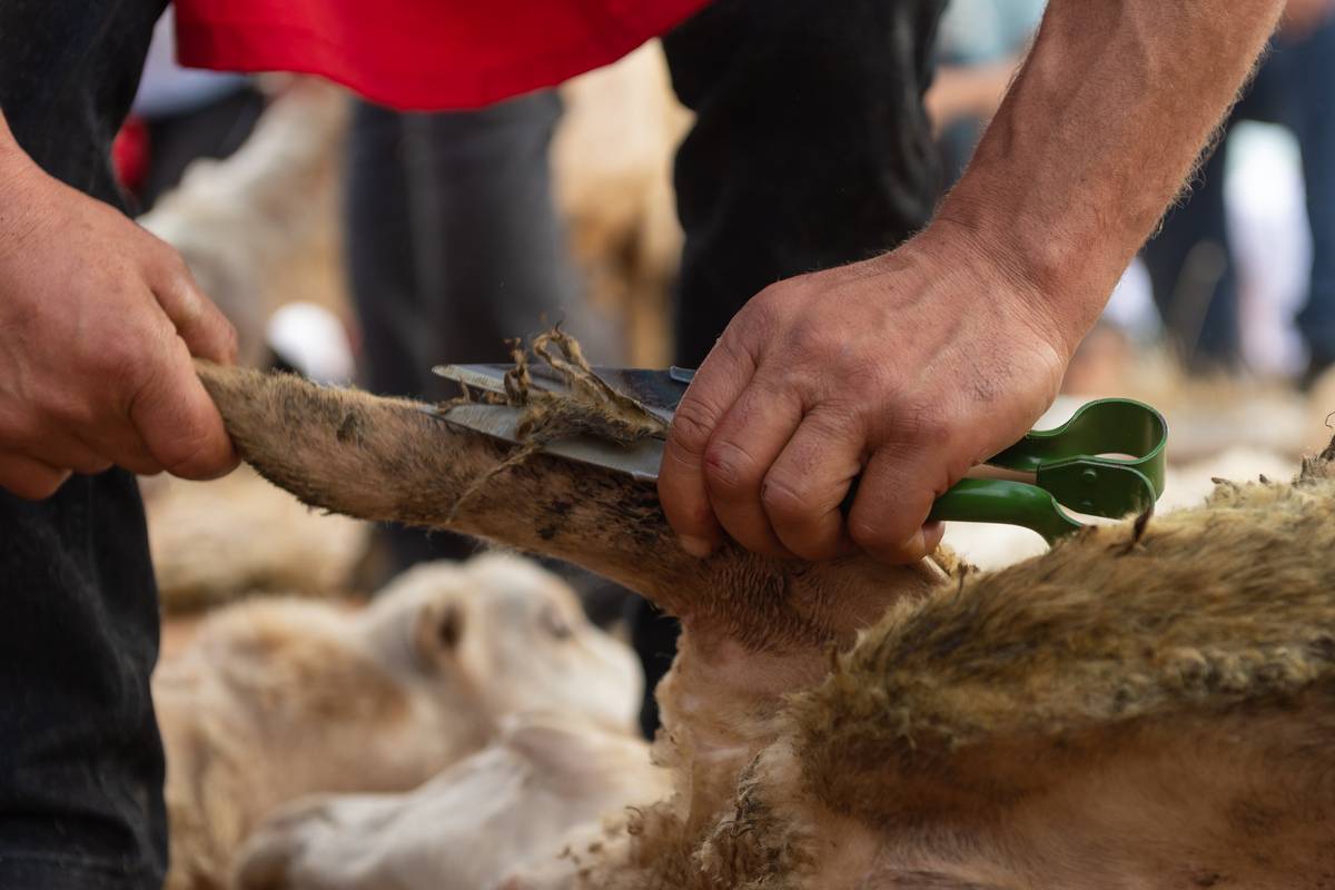 Sheep Shearing Festival in Armenia’s Syunik – Middle East Monitor