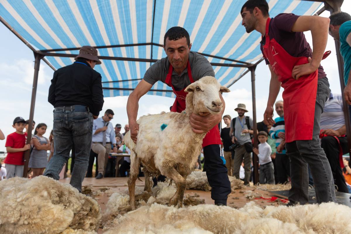 Sheep Shearing Festival in Armenia’s Syunik – Middle East Monitor