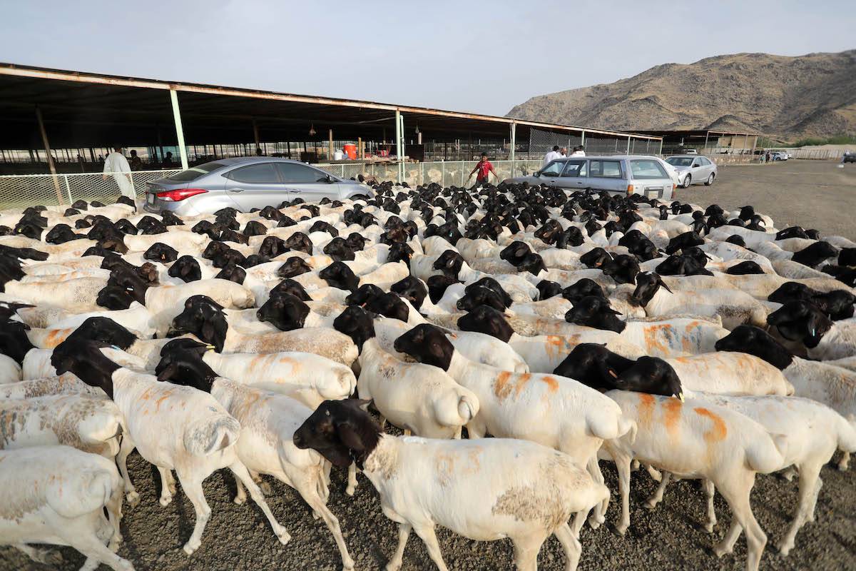 Livestock ahead of Eid-Al-Adha in Saudi Arabia – Middle East Monitor