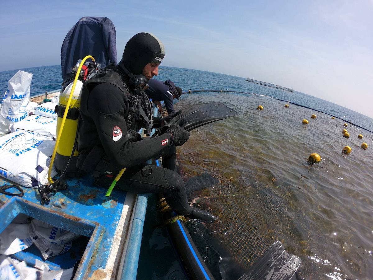 Gaza’s first fish farms begin first harvest – Middle East Monitor