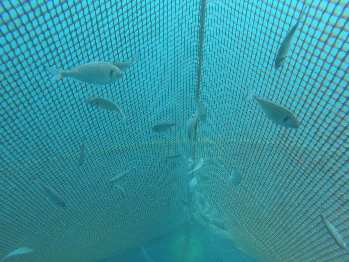 Gaza’s first fish farms begin first harvest – Middle East Monitor