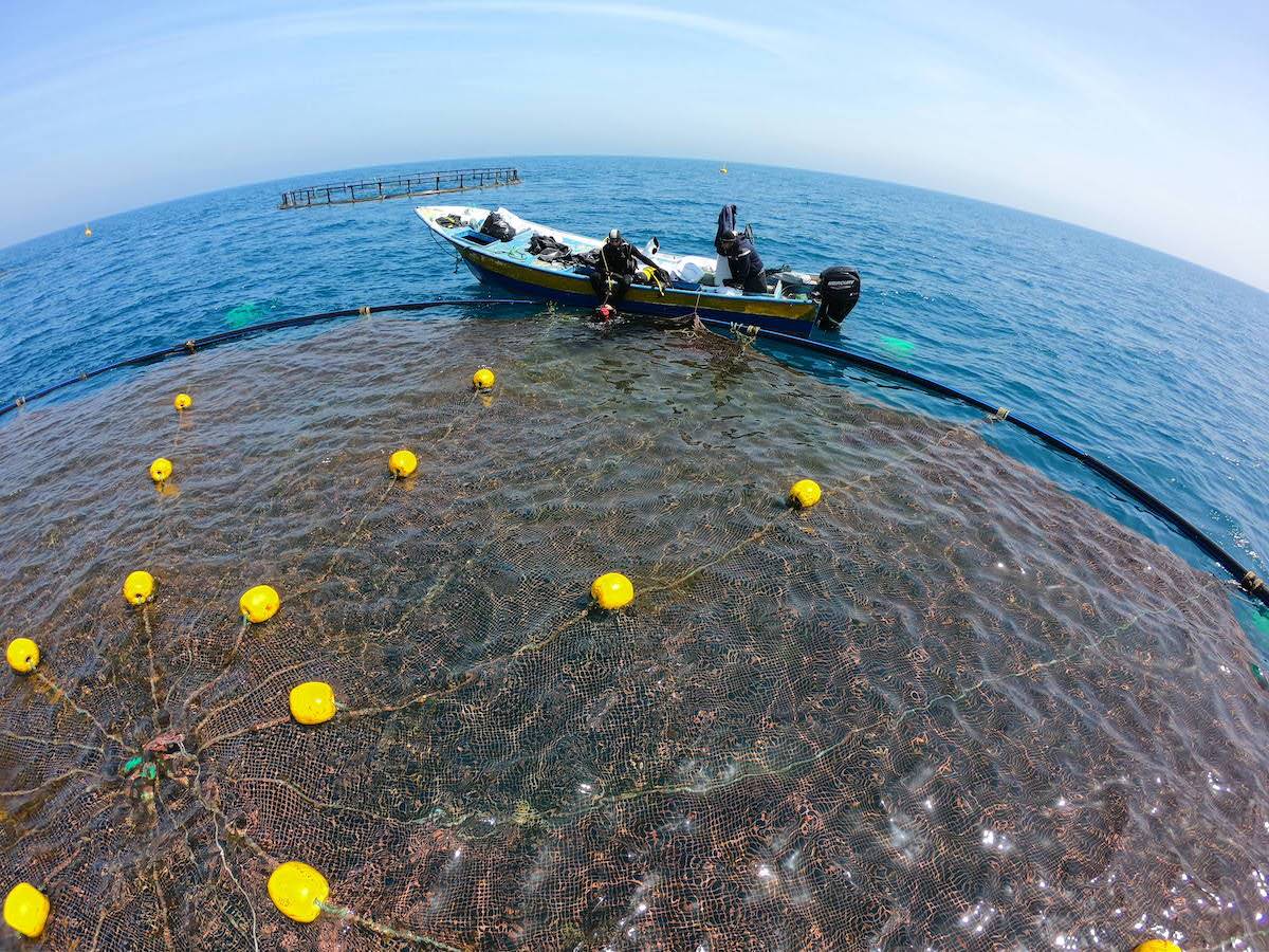 Gaza’s first fish farms begin first harvest – Middle East Monitor