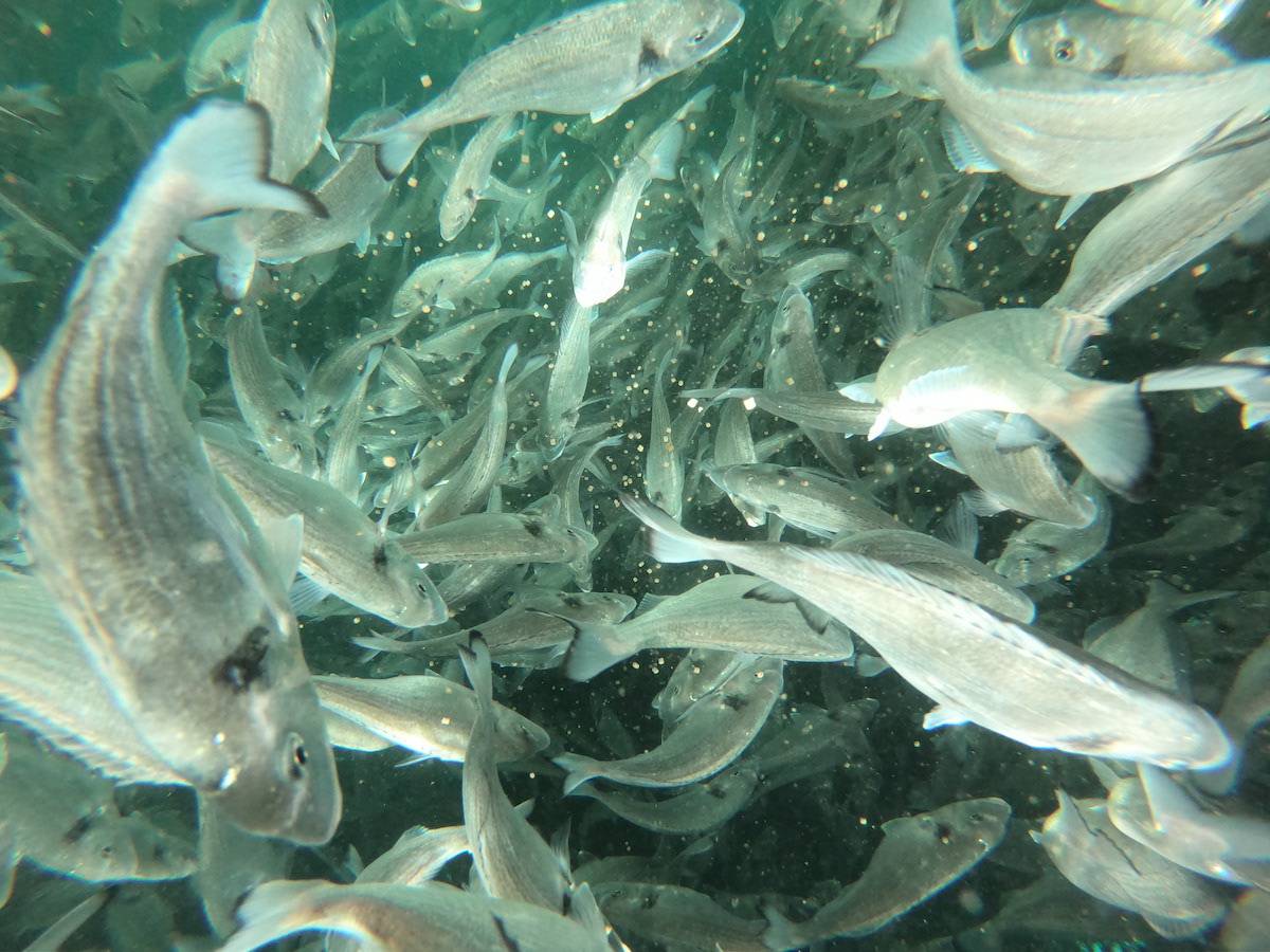 Gaza’s first fish farms begin first harvest – Middle East Monitor