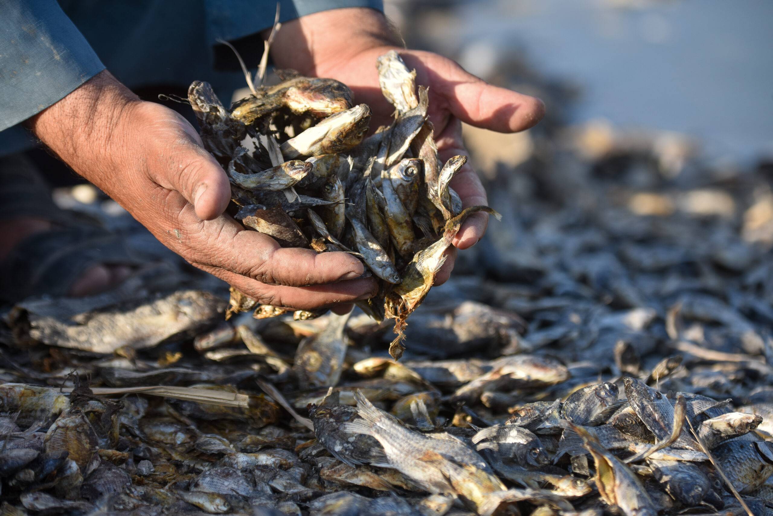 Fish dying as drought continues in southern Iraq – Middle East Monitor