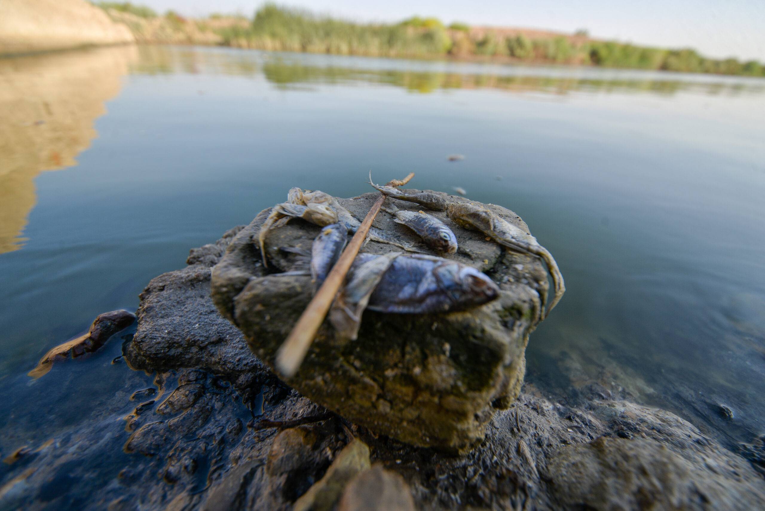 Fish dying as drought continues in southern Iraq – Middle East Monitor