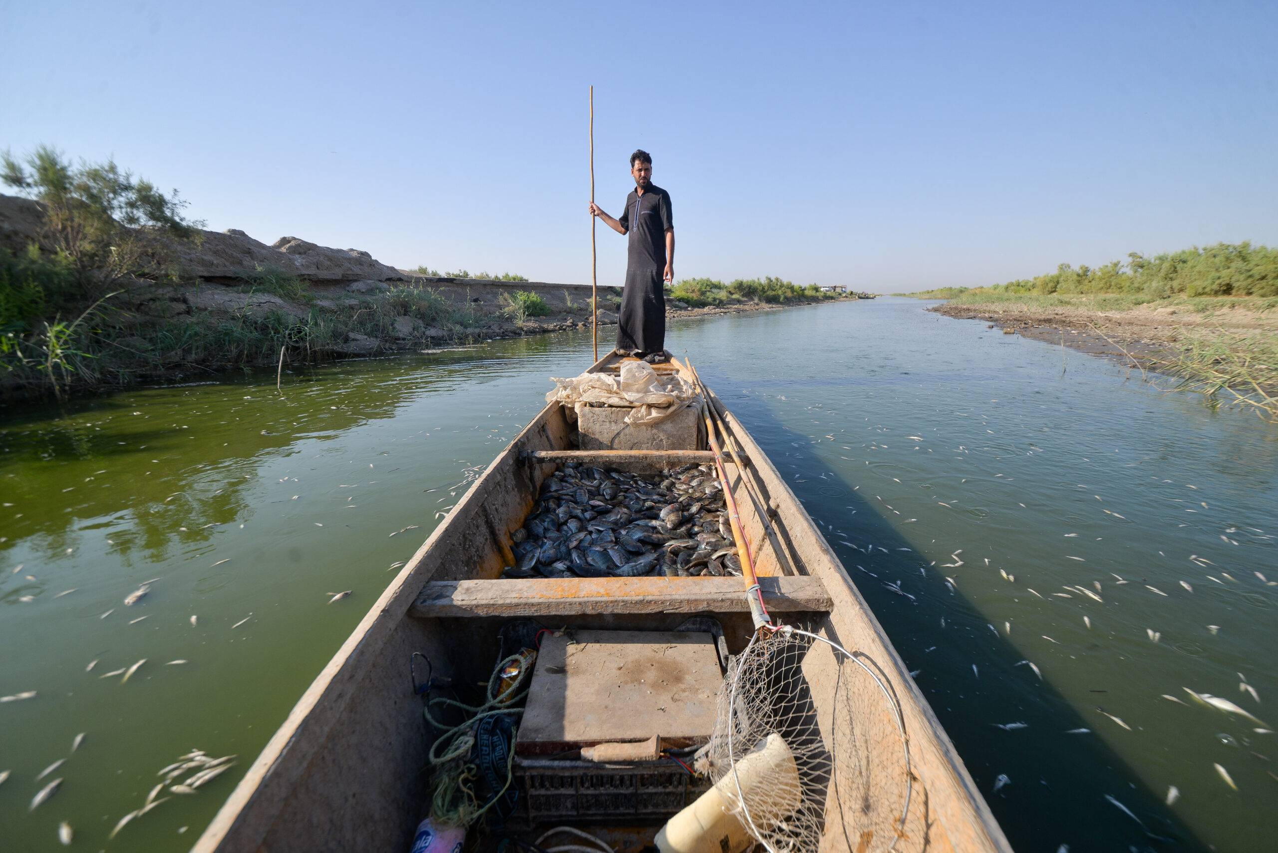 Fish dying as drought continues in southern Iraq – Middle East Monitor