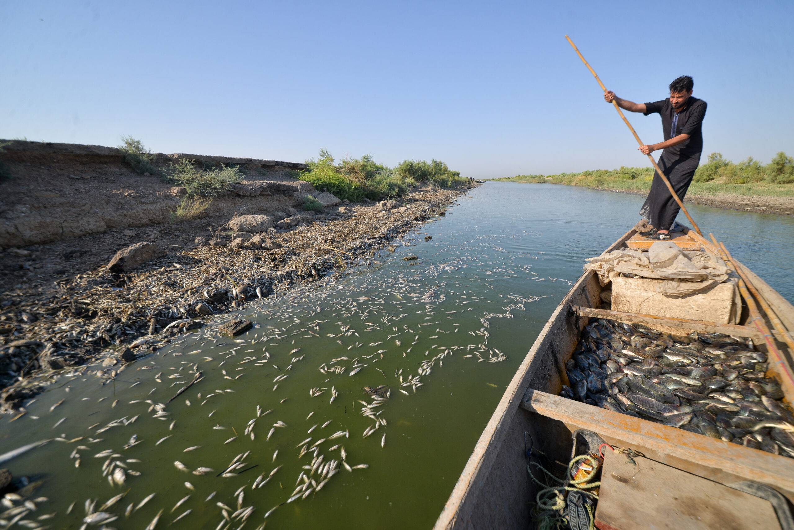 Fish dying as drought continues in southern Iraq – Middle East Monitor