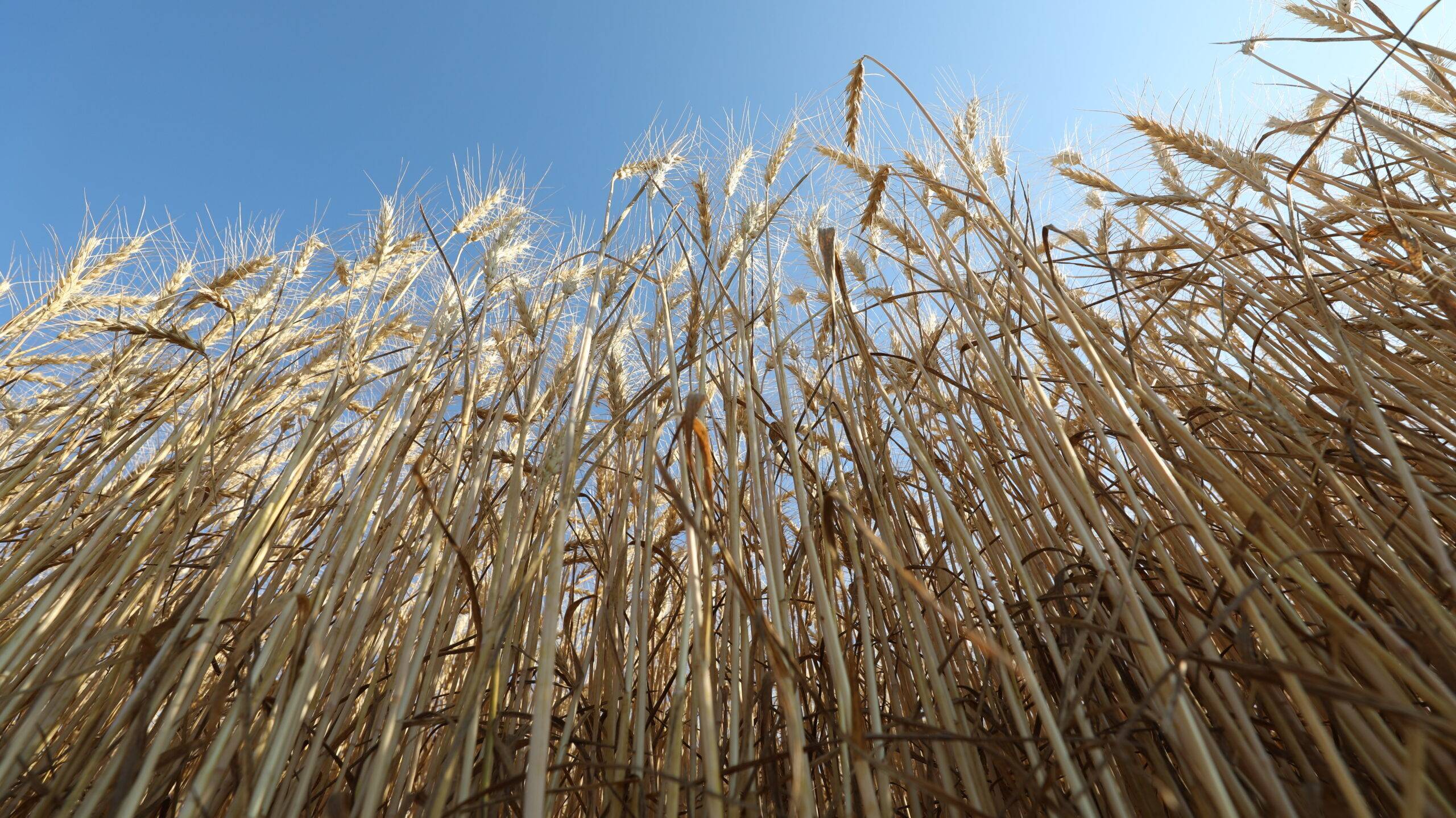 Wheat harvesting in Turkiye’s Kirklareli – Middle East Monitor