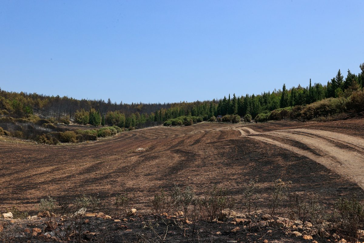 Aftermath of the wildfires in Izmir – Middle East Monitor