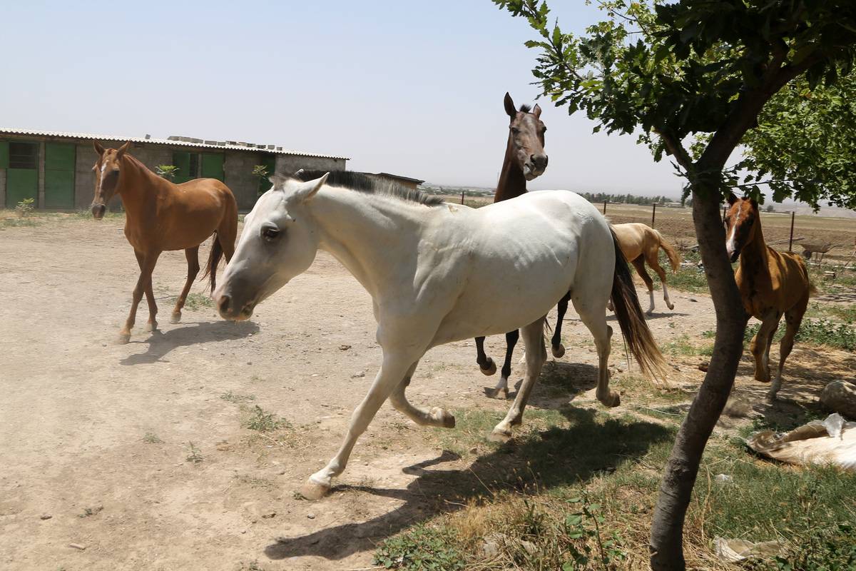 Turkoman horse breeds in Iran’s Golestan Province – Middle East Monitor