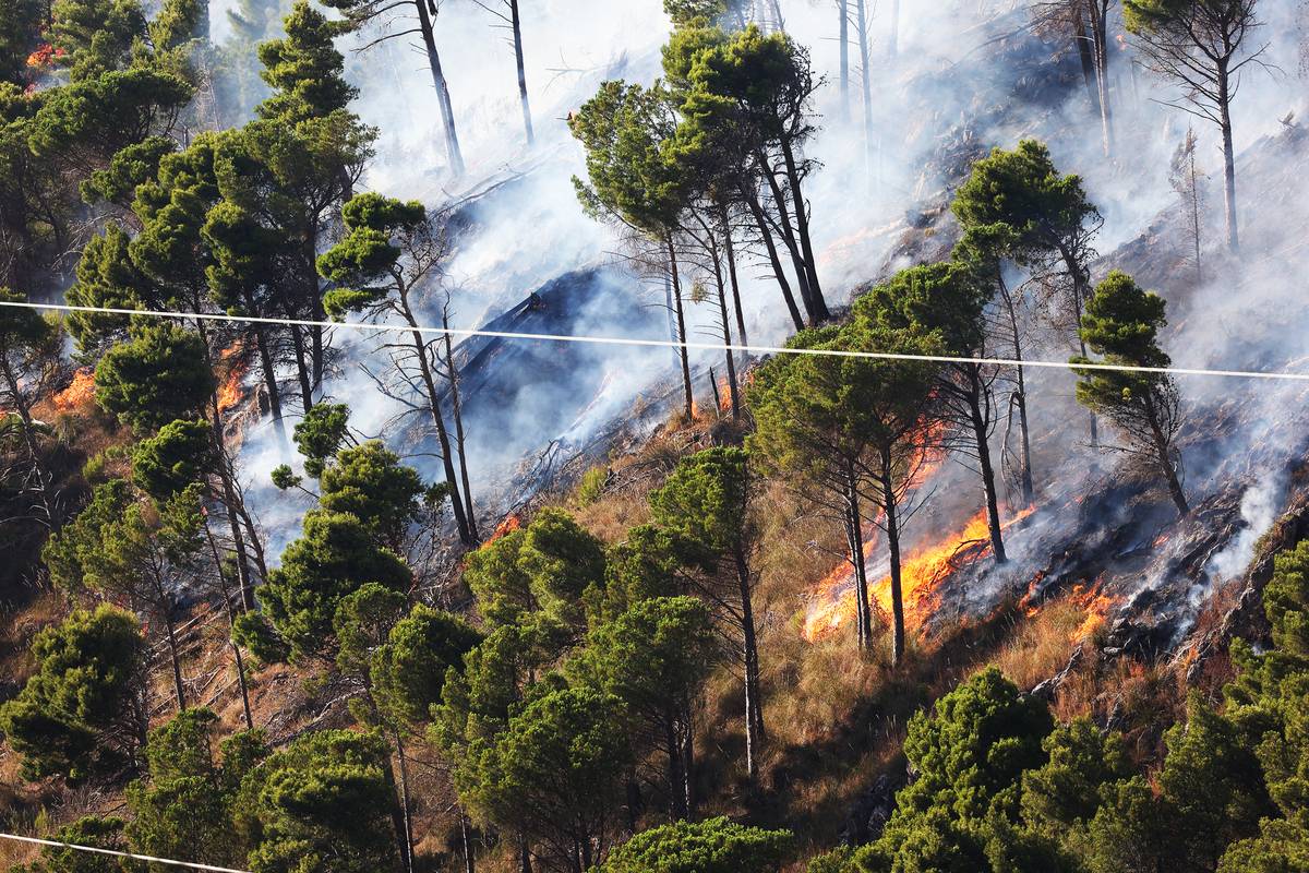 Wildfire continues in Sicily – Middle East Monitor