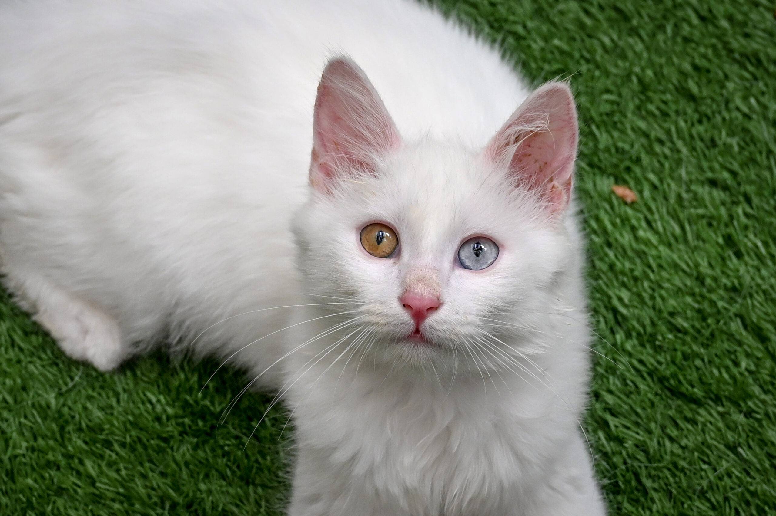 ‘A Van cat for every home’ saves the breed from extinction – Middle ...