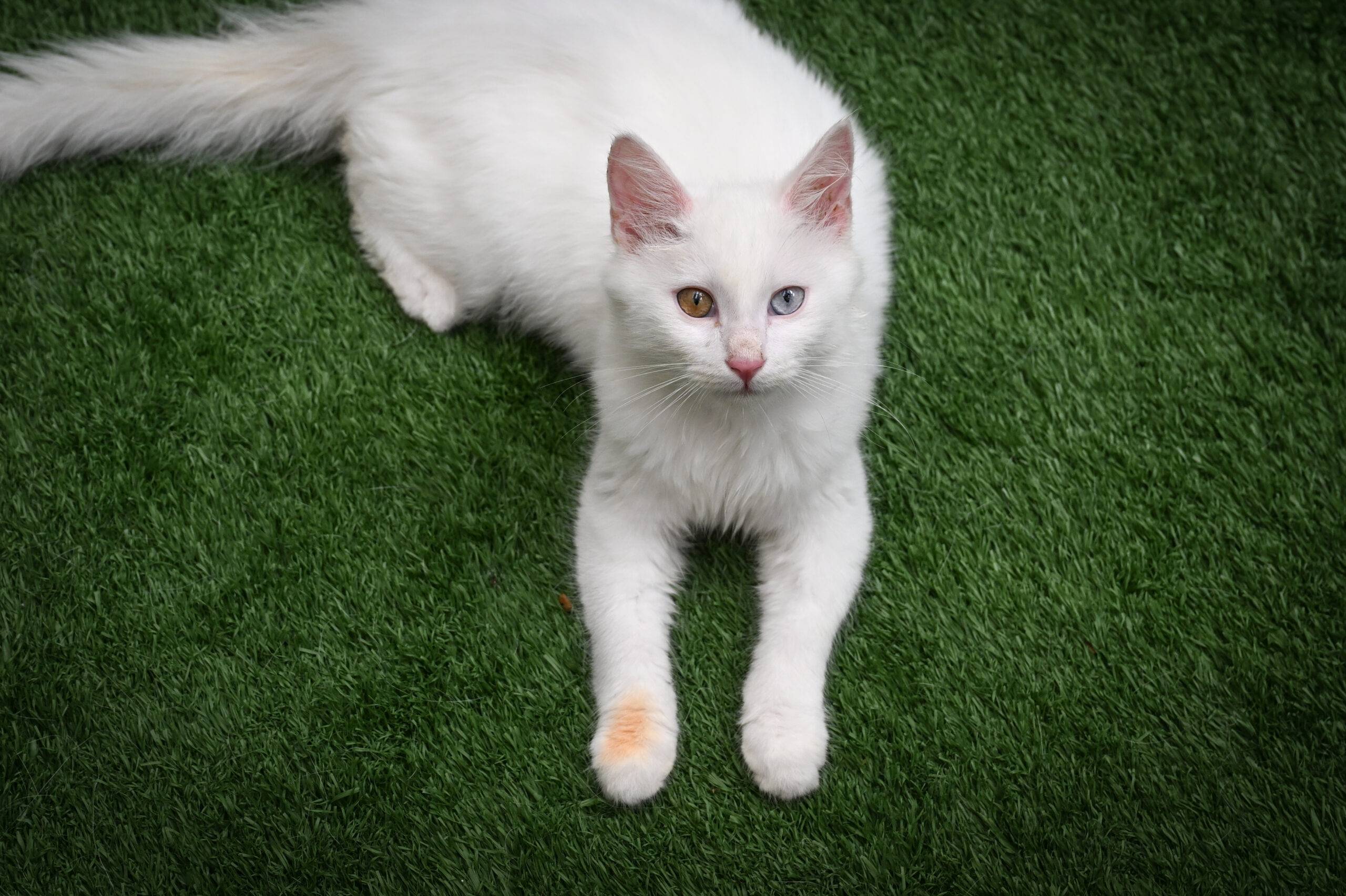 ‘A Van cat for every home’ saves the breed from extinction – Middle ...