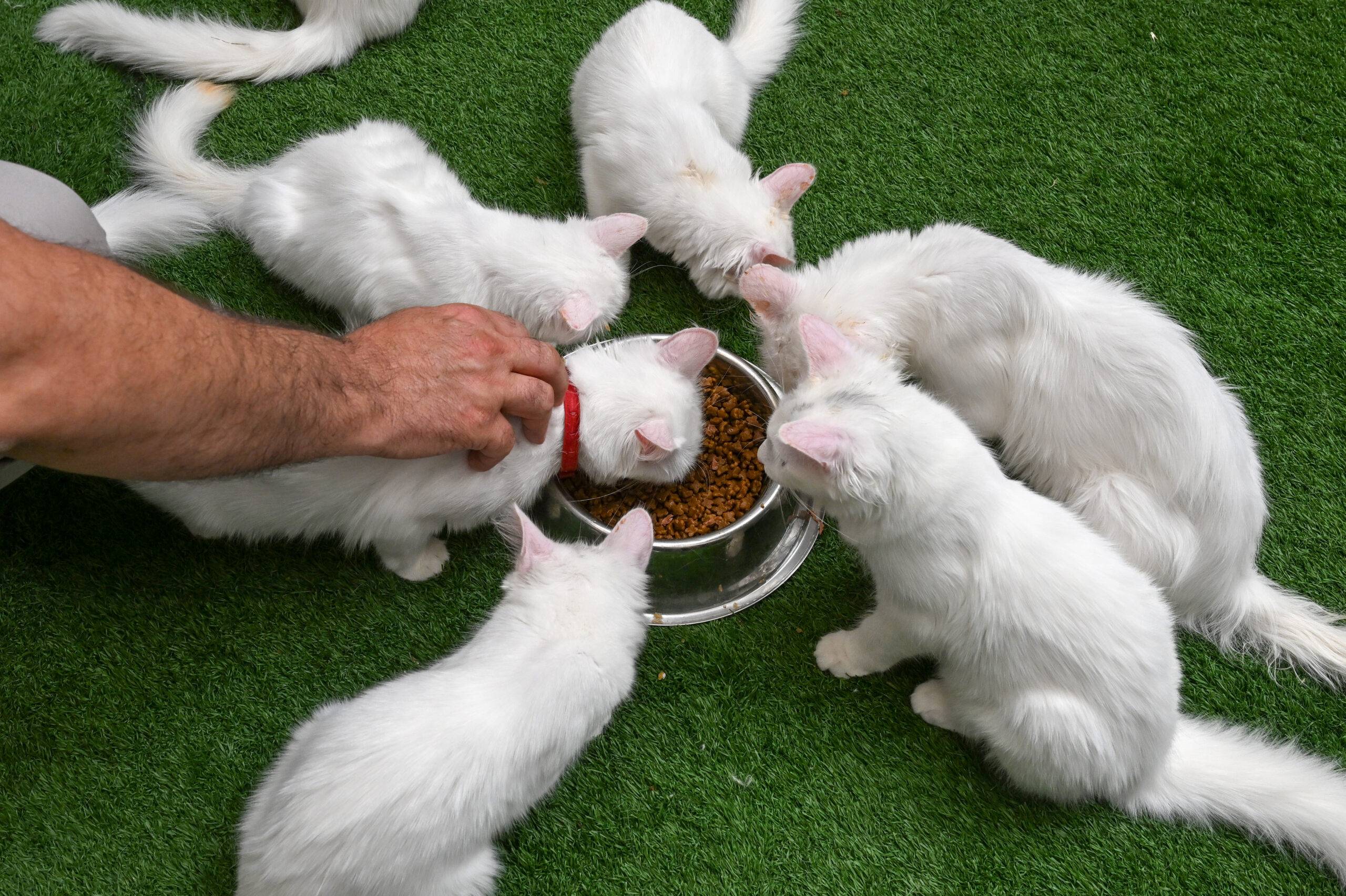 ‘A Van cat for every home’ saves the breed from extinction – Middle ...