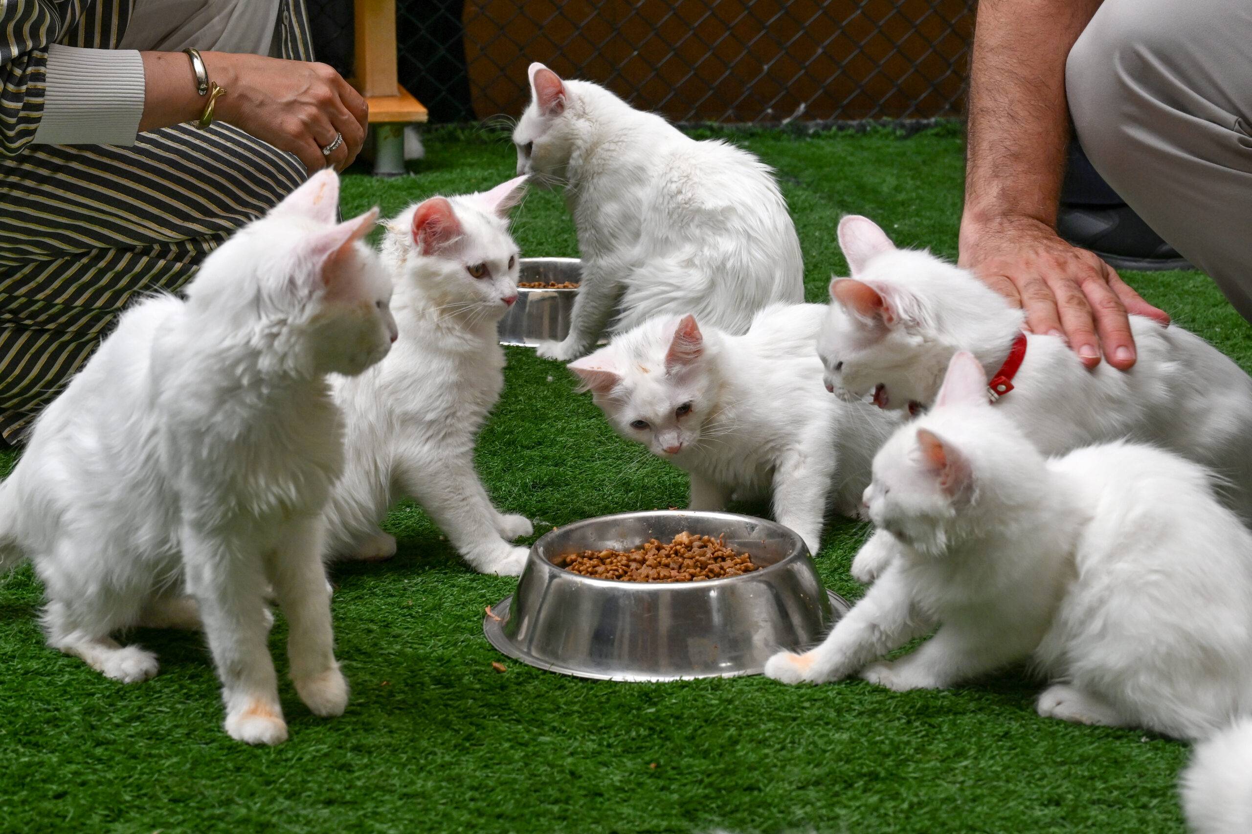 ‘A Van cat for every home’ saves the breed from extinction – Middle ...