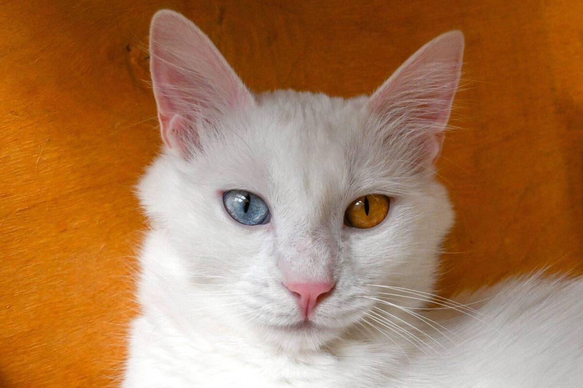 ‘A Van cat for every home’ saves the breed from extinction – Middle ...