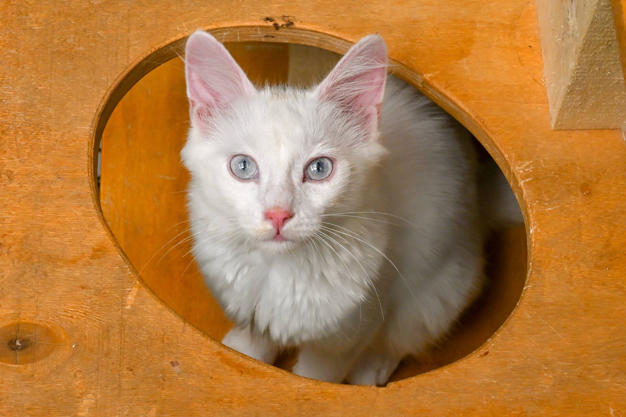 ‘A Van cat for every home’ saves the breed from extinction – Middle ...