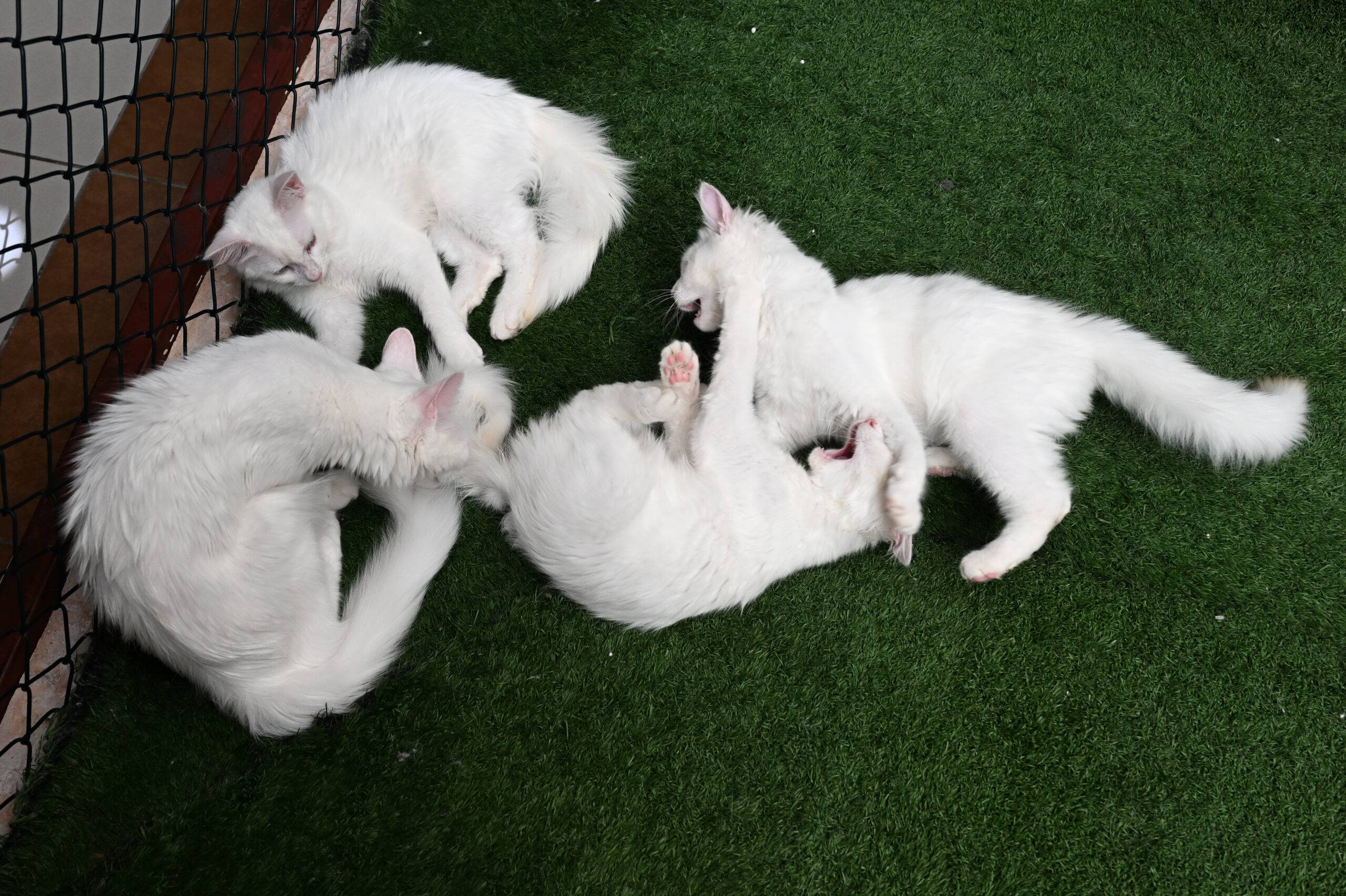 ‘A Van cat for every home’ saves the breed from extinction – Middle ...