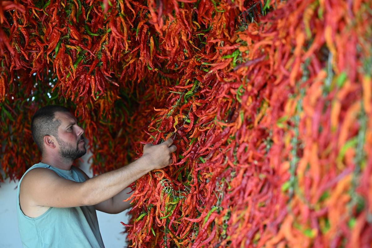 Red chili pepper drying process in Edirne – Middle East Monitor