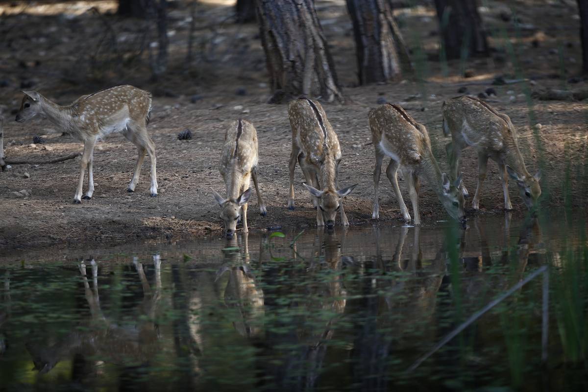 Endangered fallow deer and fawns in Antalya – Middle East Monitor