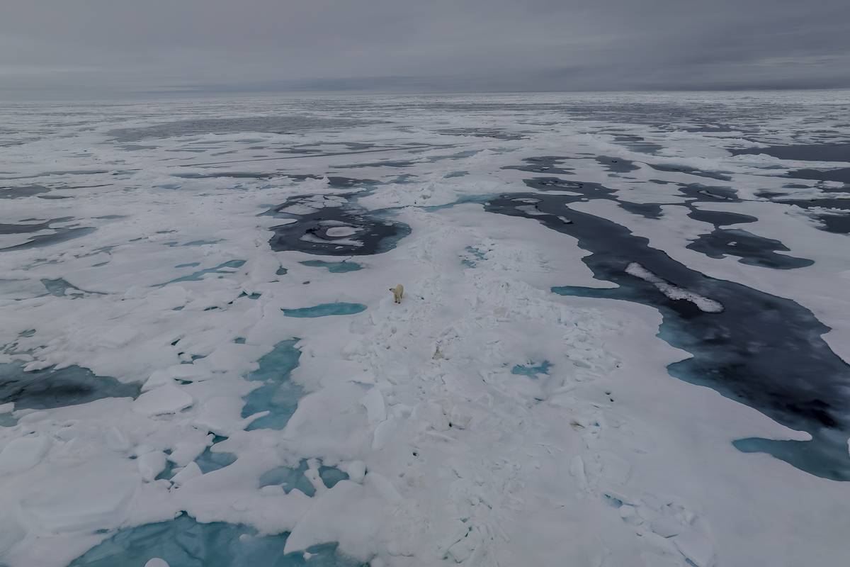 Melting world of polar bears: Arctic – Middle East Monitor