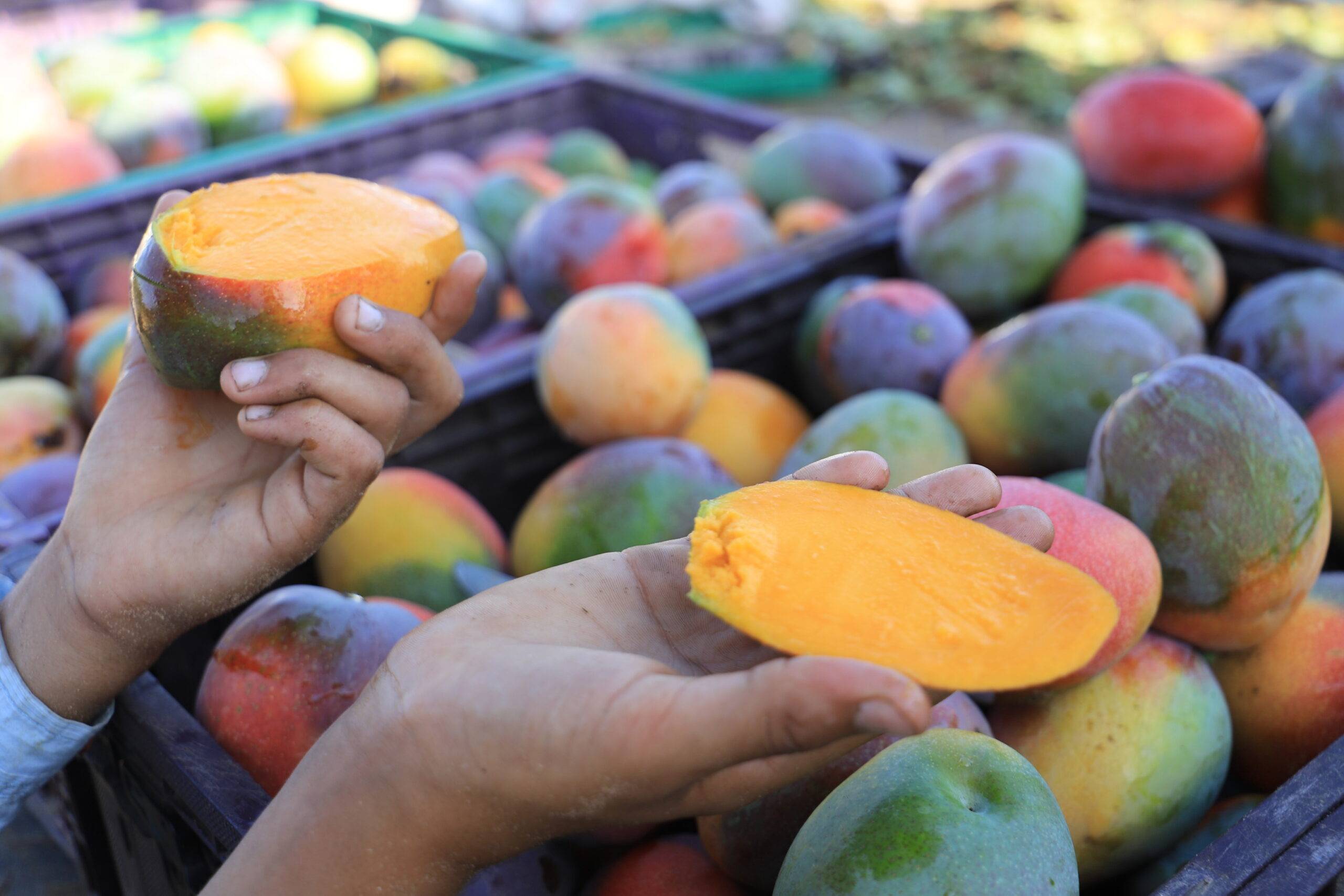 Gaza farmers harvest mangoes – Middle East Monitor