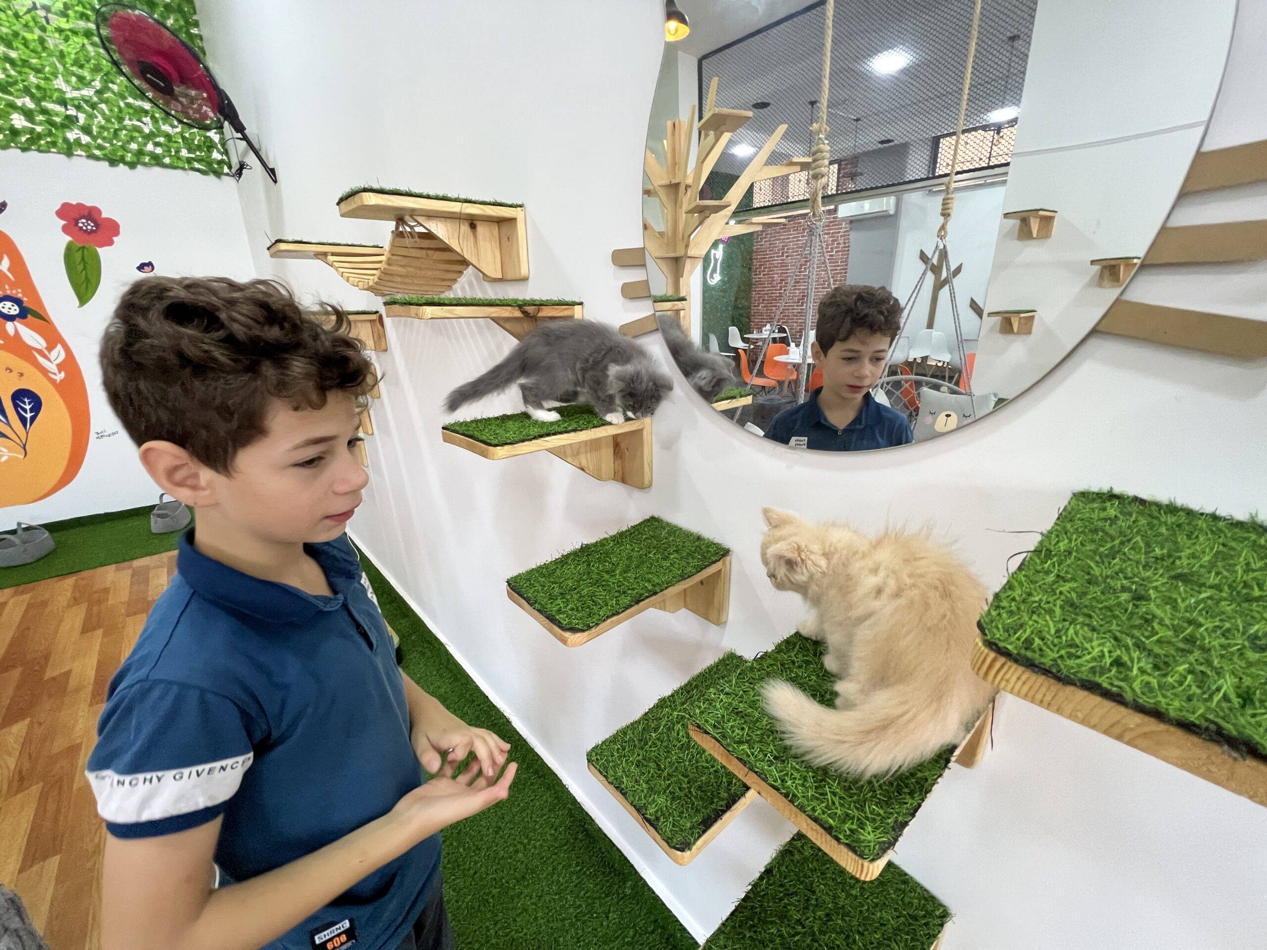 Purrfect day out: Gaza first cat cafe opens its doors – Middle East Monitor