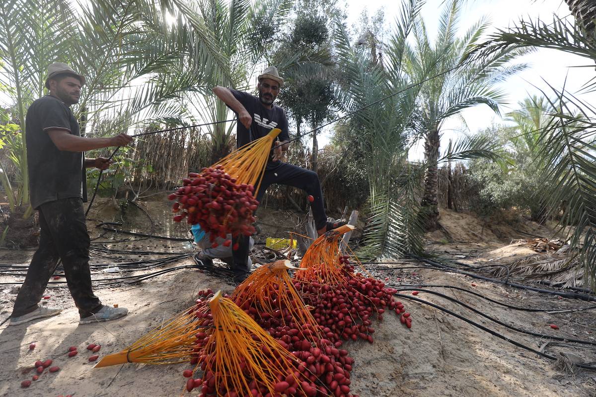 It’s a date: Gaza’s harvest season gets into swing – Middle East Monitor