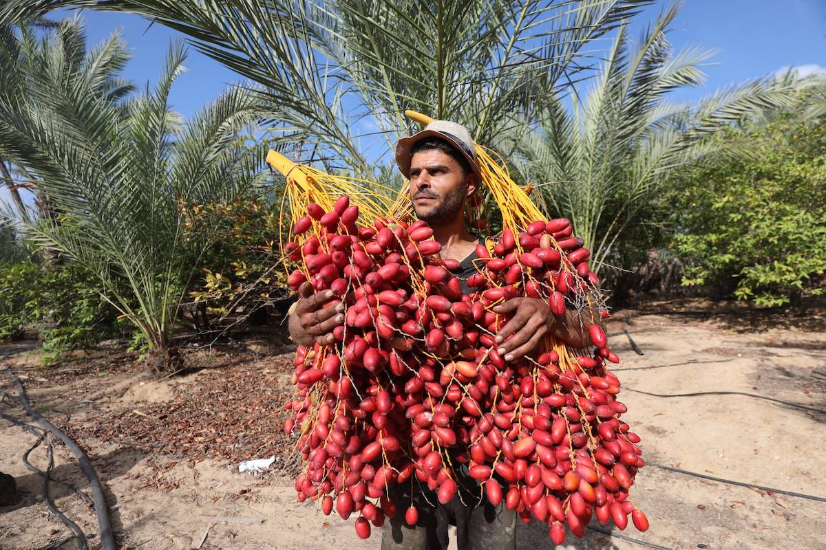 It’s a date: Gaza’s harvest season gets into swing – Middle East Monitor