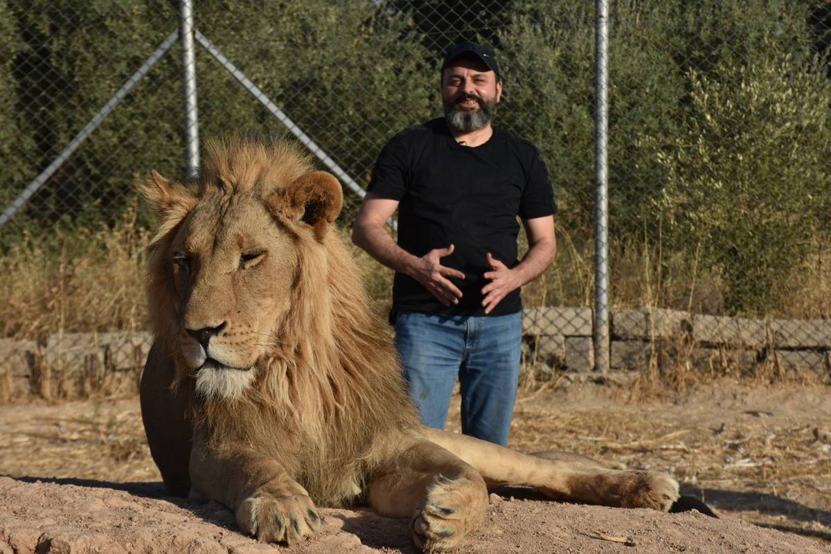 Iraqi animal lover allocate 500 acres of land for his lions – Middle ...