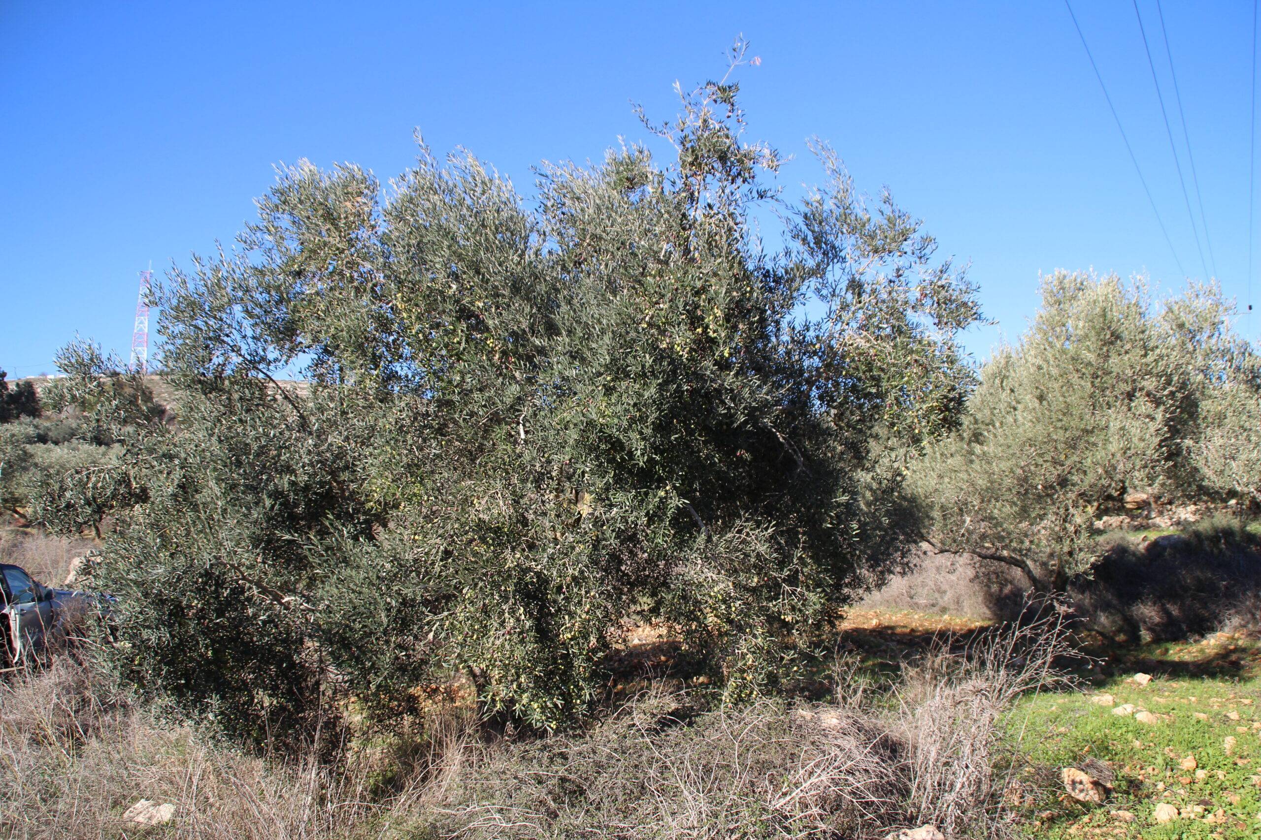 unharvested olive tree – Middle East Monitor