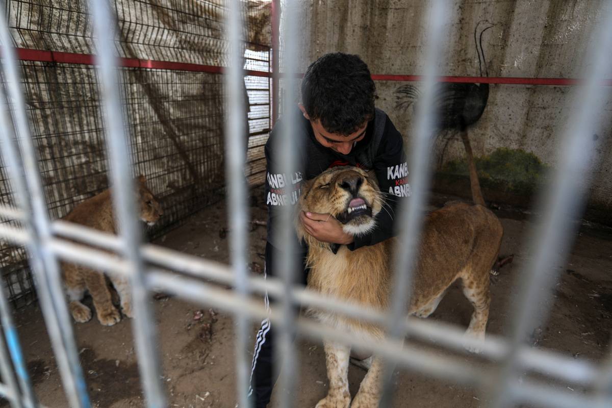 Starving: Animals struggle to survive in Gaza’s zoo – Middle East Monitor