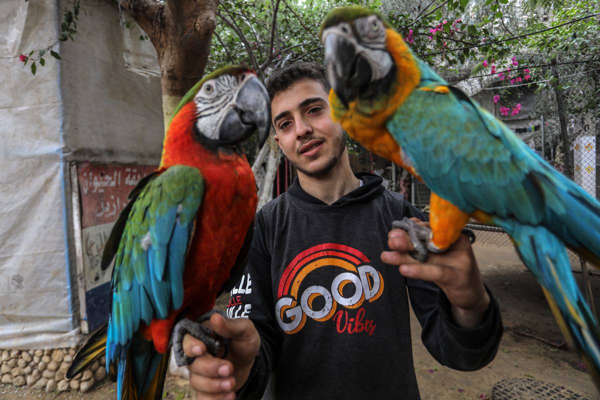 Starving: Animals struggle to survive in Gaza’s zoo – Middle East Monitor