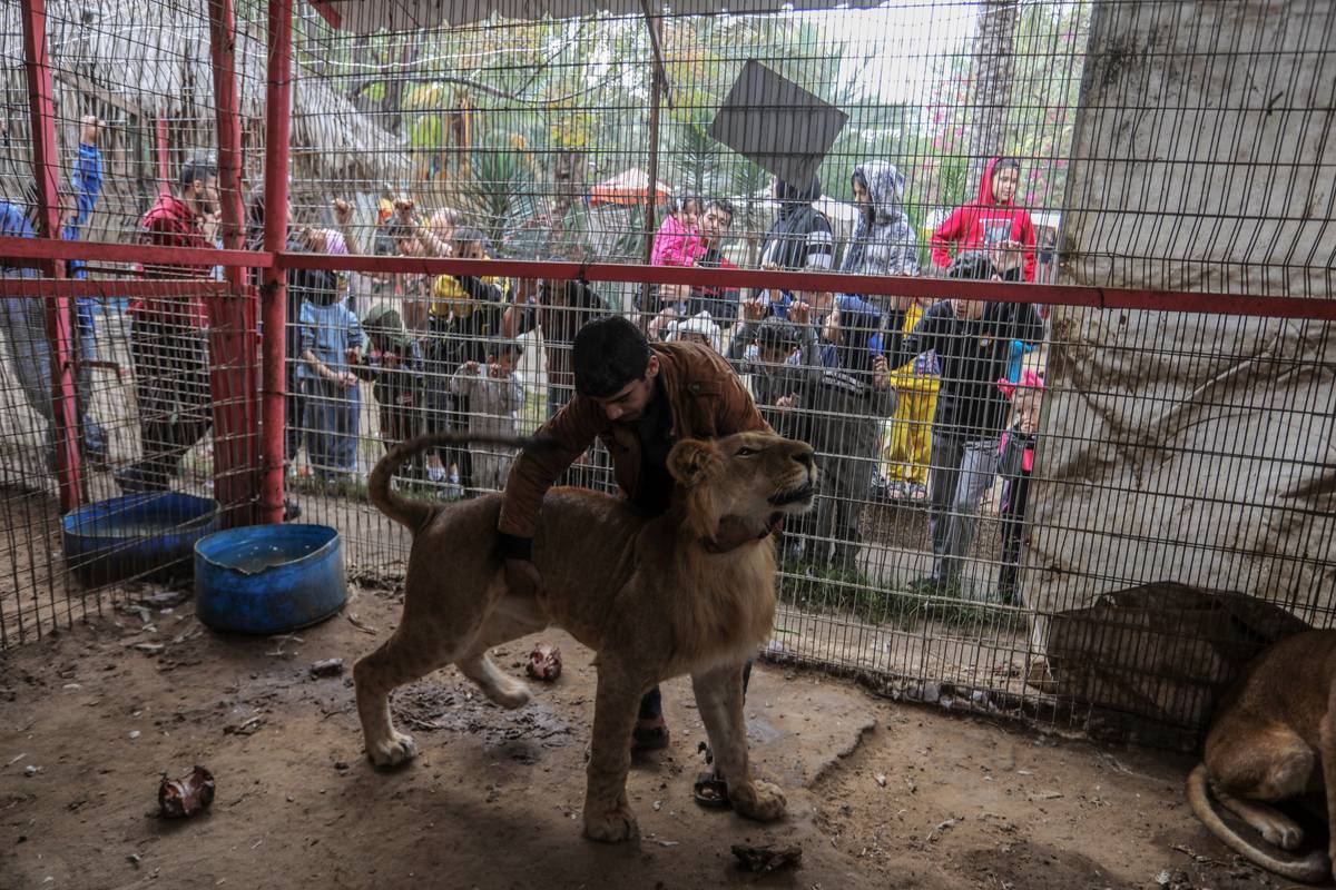 Starving: Animals struggle to survive in Gaza’s zoo – Middle East Monitor