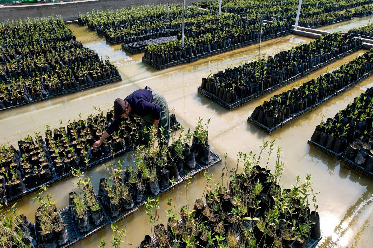 ‘Mangrove Forest’ against global warming and climate change in Iraq ...