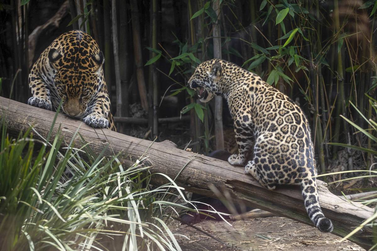 Jaguar cubs born at Wildlife Conservation Center live at Chapultepec ...