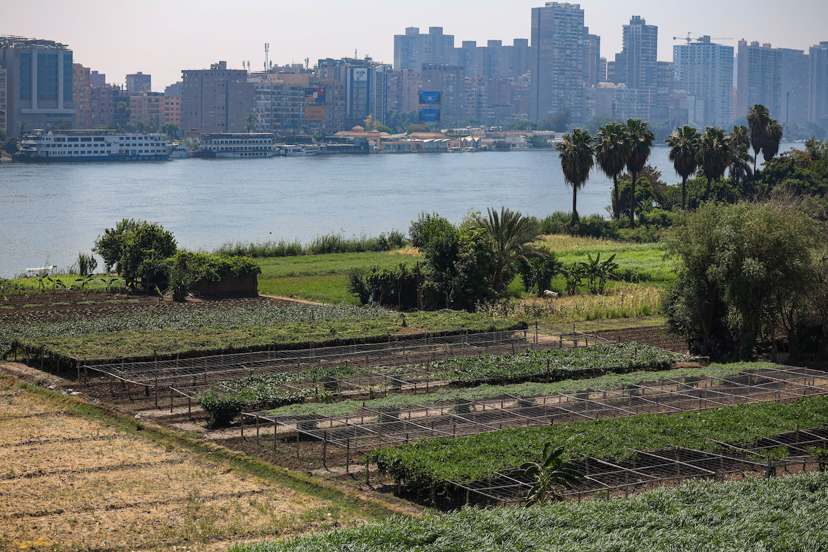 Farming Along The River Nile in Egypt – Middle East Monitor